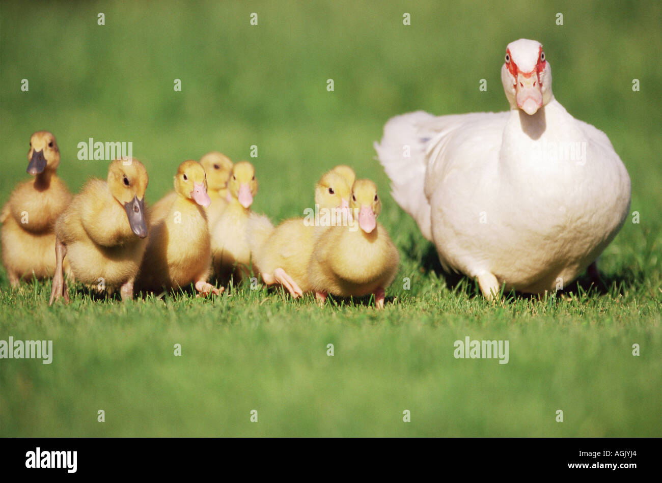 Eight ducklings hi-res stock photography and images - Alamy