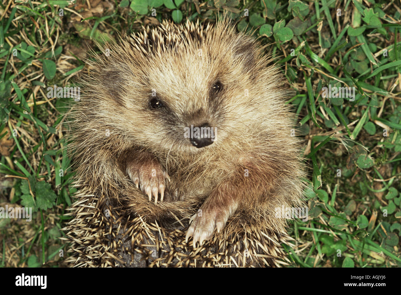 Hedgehog anatomy hi-res stock photography and images - Alamy