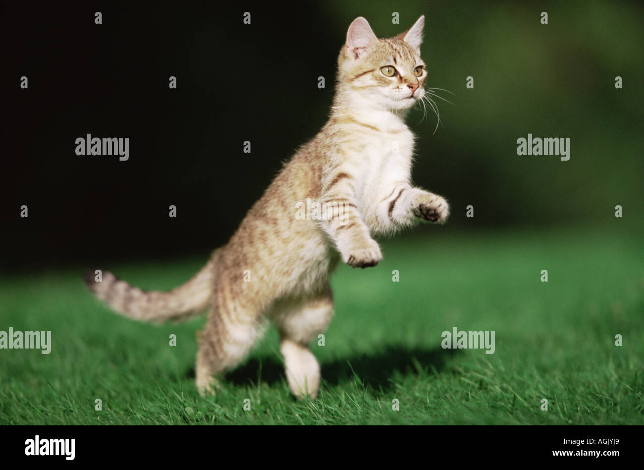 Kitten jumping grass hi-res stock photography and images - Alamy