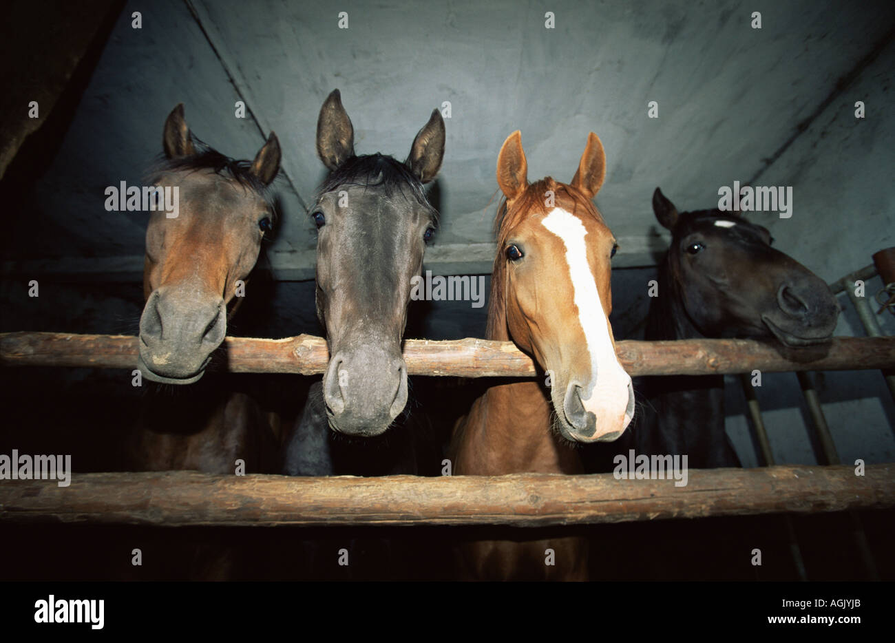 Four horses hi-res stock photography and images - Alamy