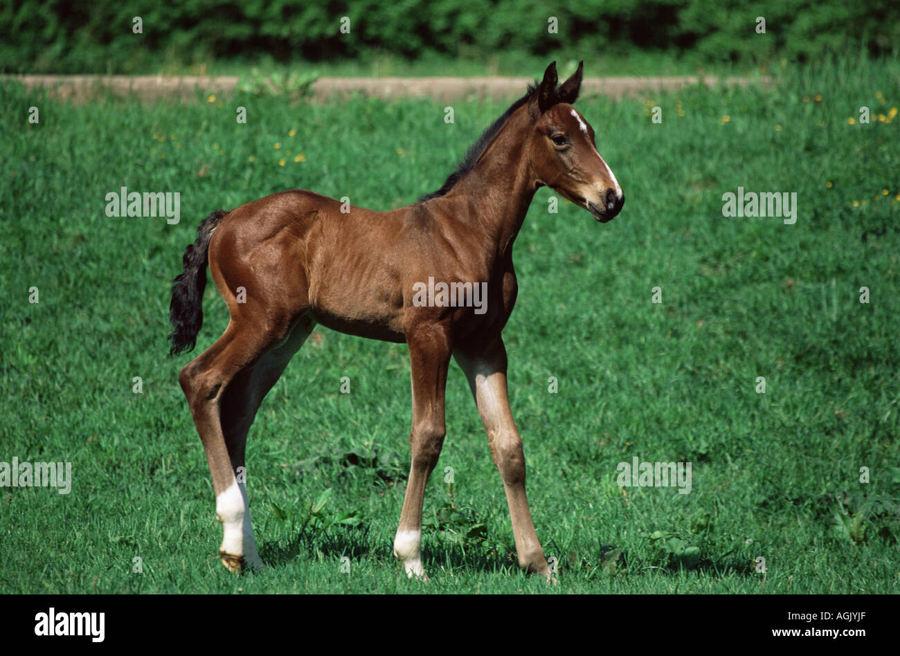 Foal with hi-res stock photography and images - Alamy
