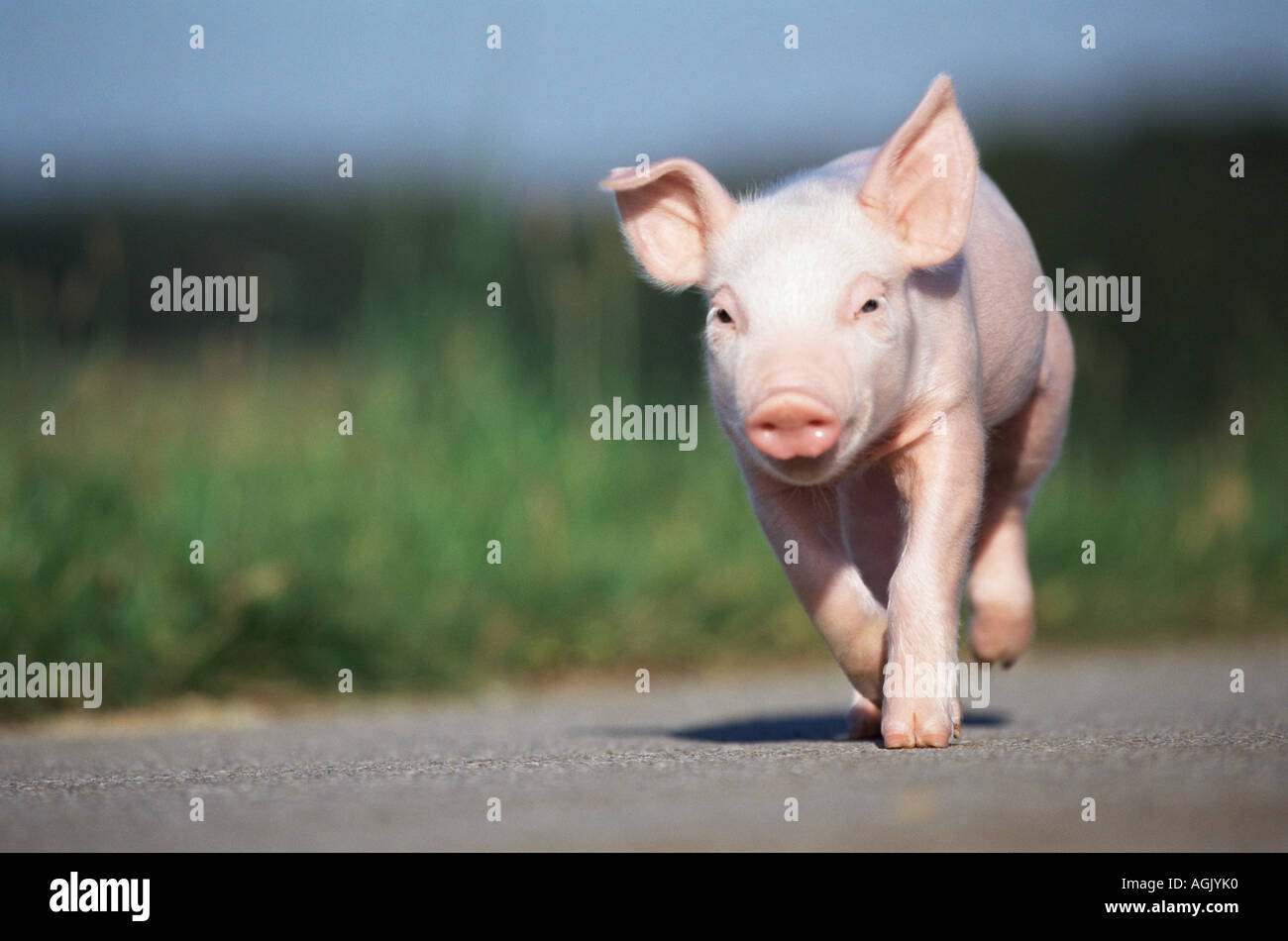 Pig piglet running hi-res stock photography and images - Alamy