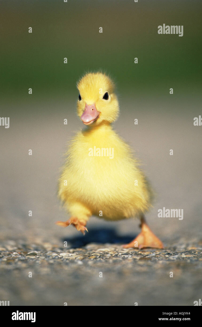 Waddling Duck