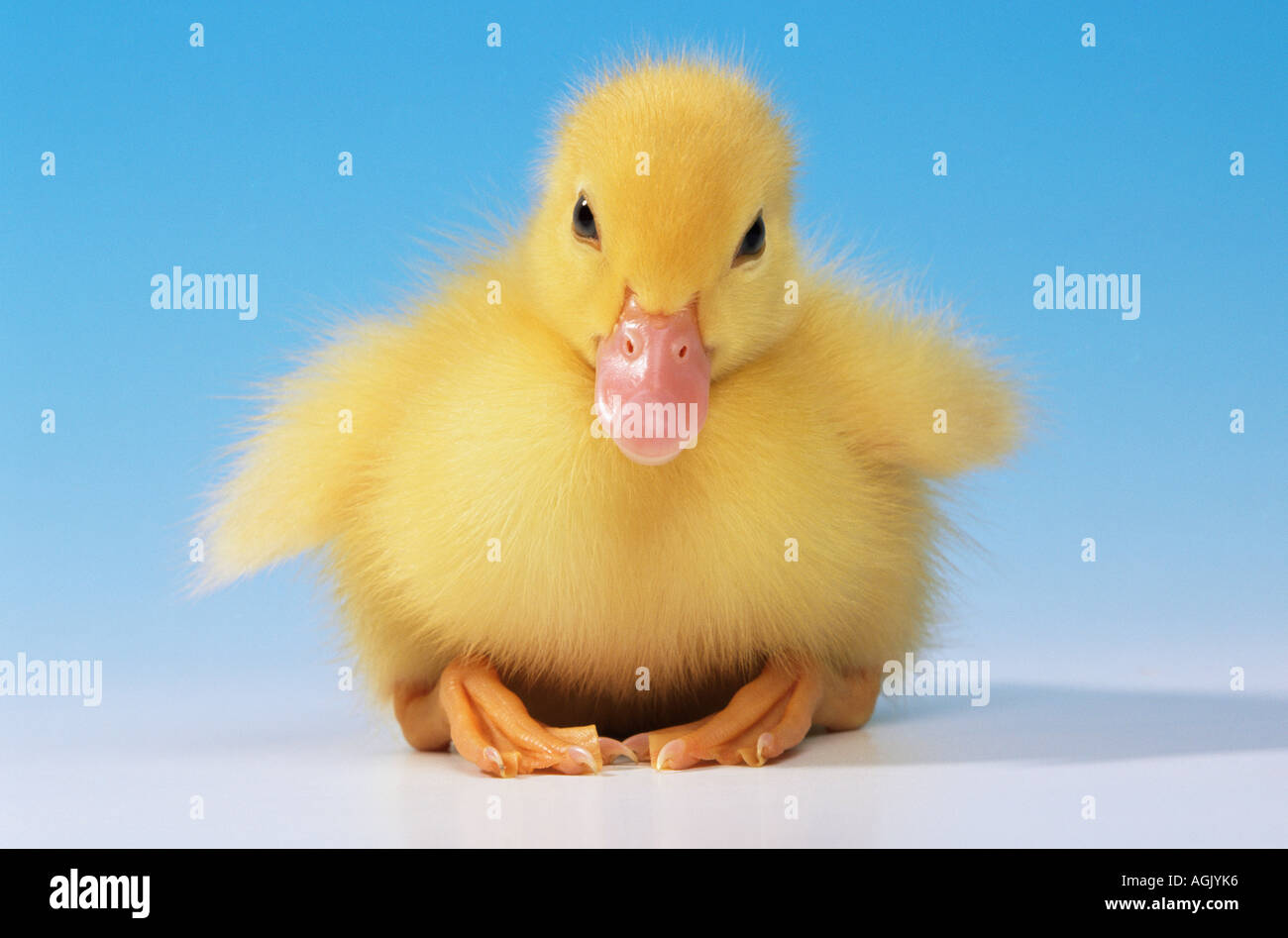 Duckling looking at camera hi-res stock photography and images - Alamy