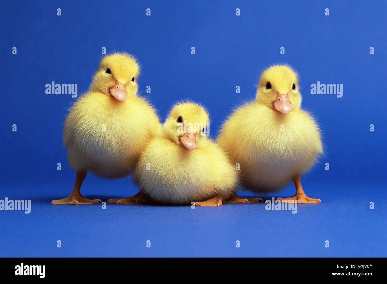Ducklings in a line hi-res stock photography and images - Alamy