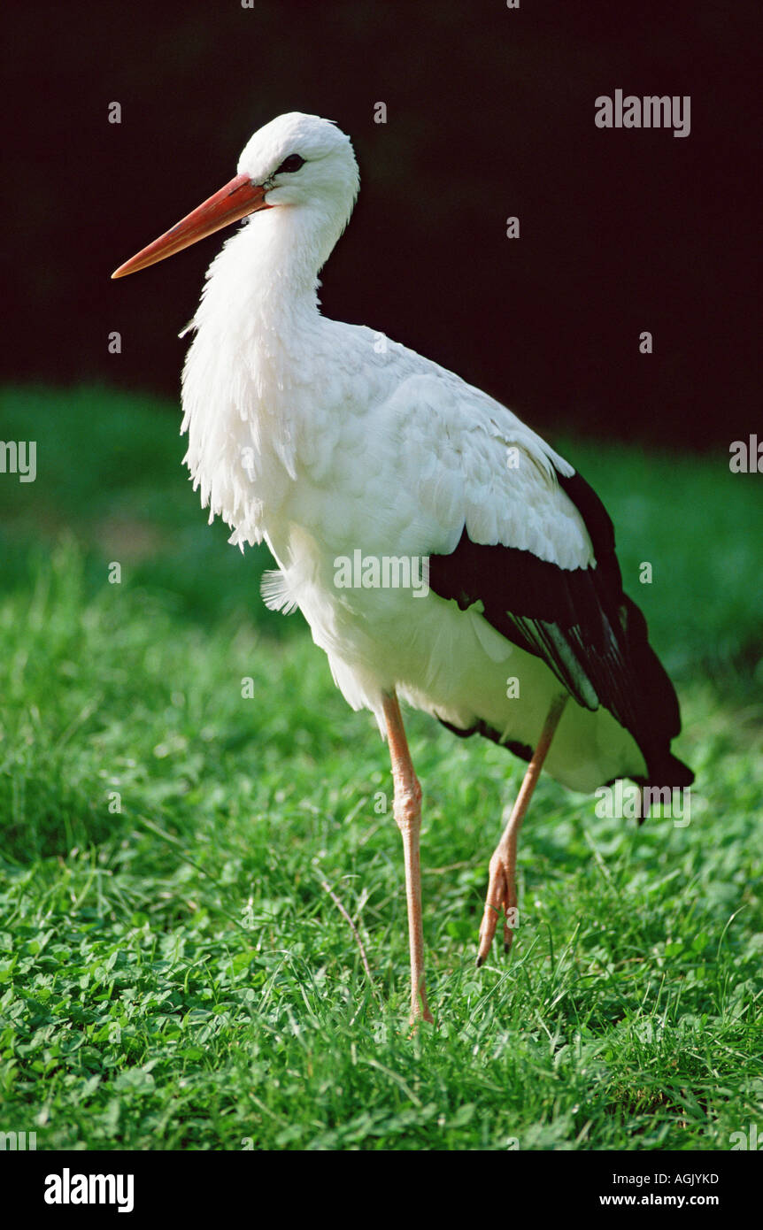 Stork stand hi-res stock photography and images - Alamy