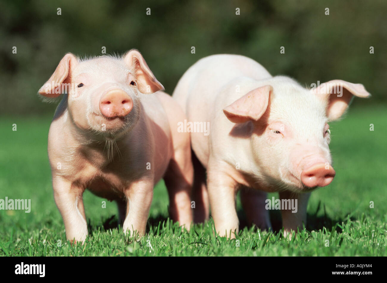 Two piglets in the grass hi-res stock photography and images - Alamy