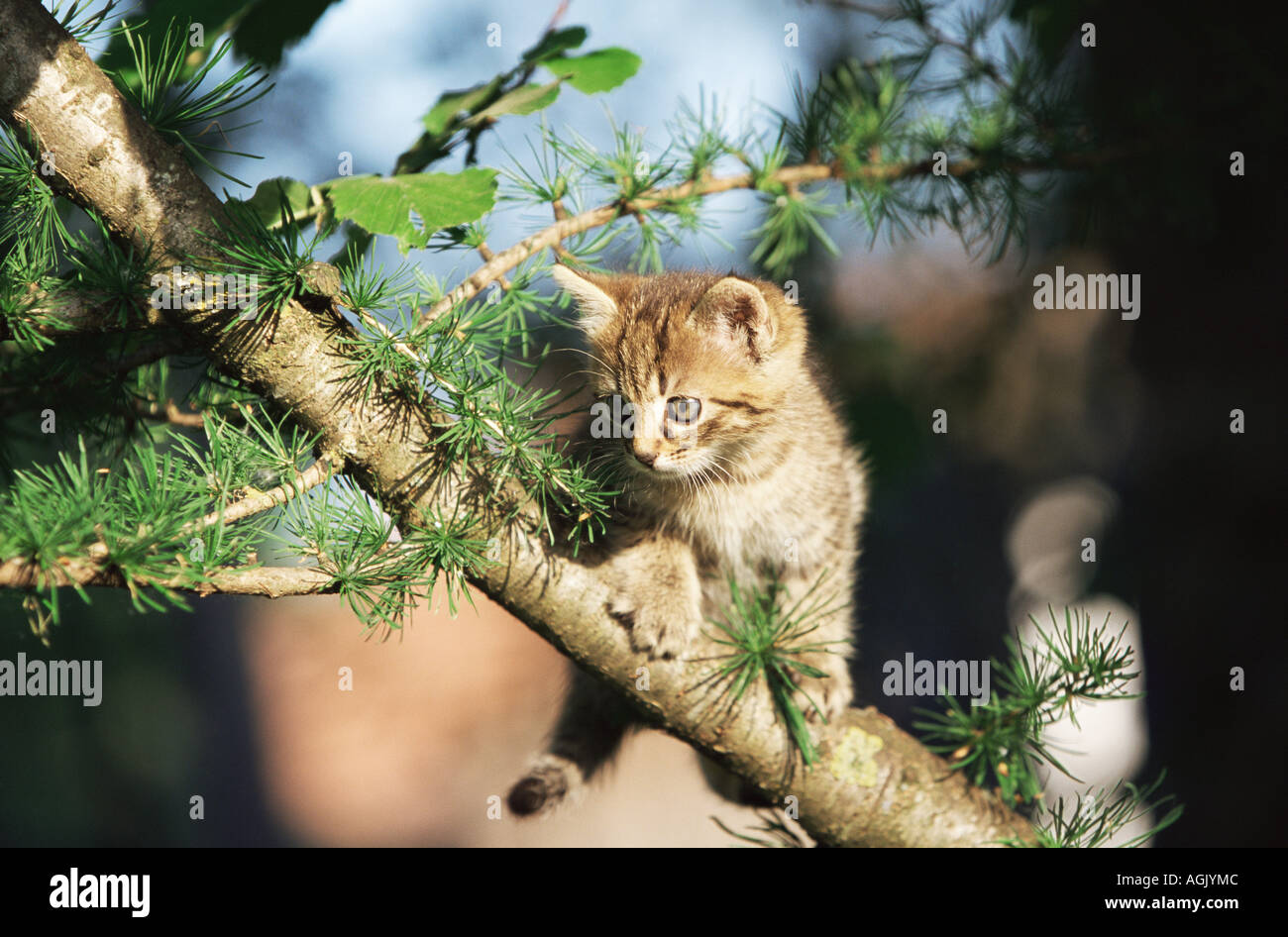 Kitten climbing hi-res stock photography and images - Alamy