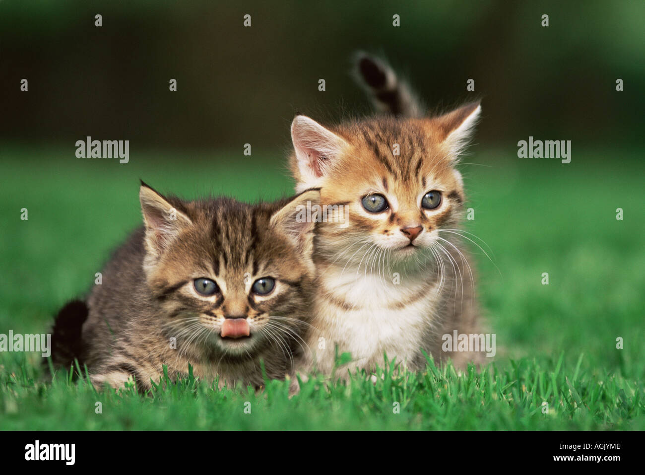 Small field size hi-res stock photography and images - Alamy