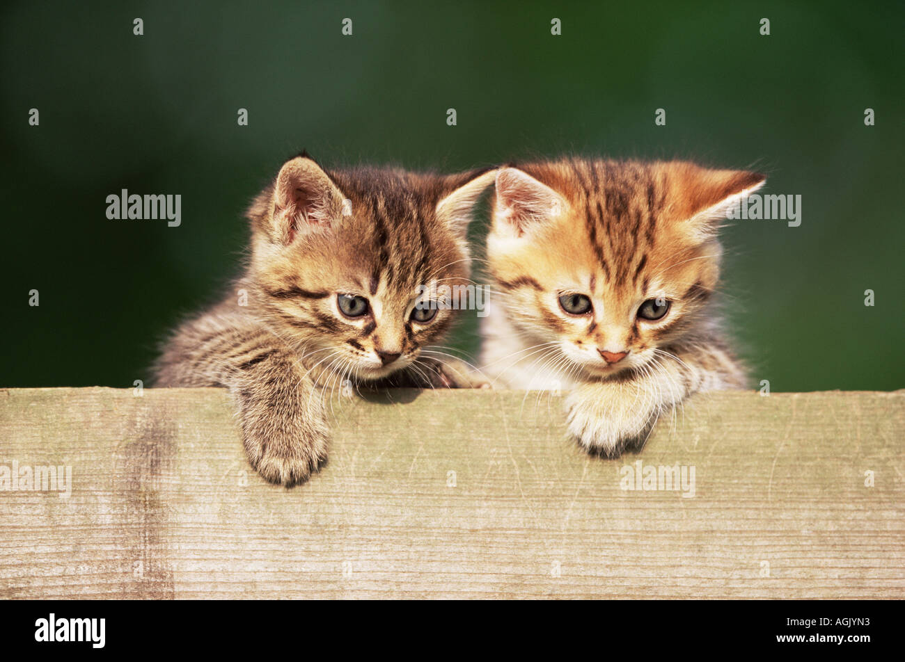 Kittens peering over fence Stock Photo - Alamy
