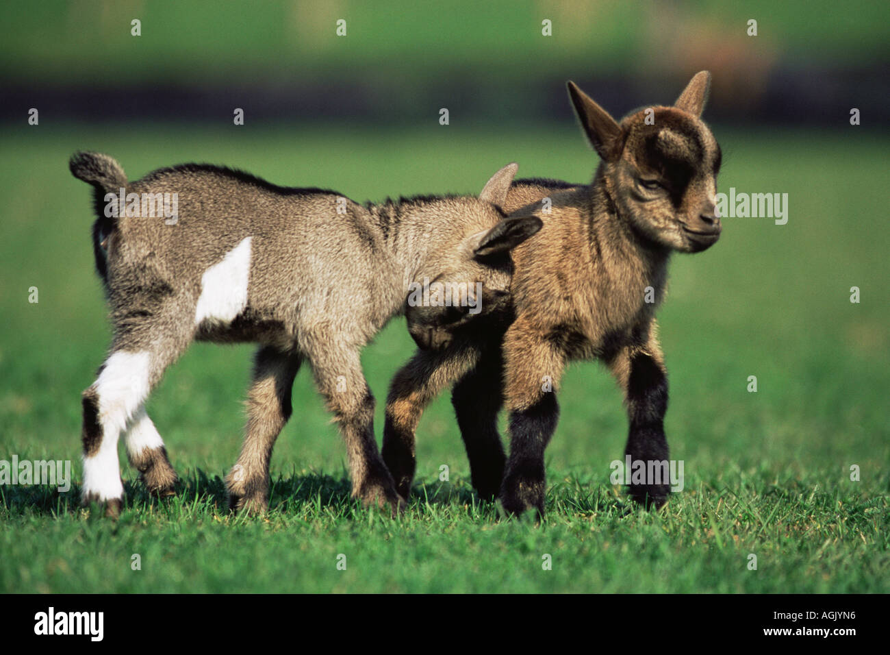 Kid goats hi-res stock photography and images - Alamy