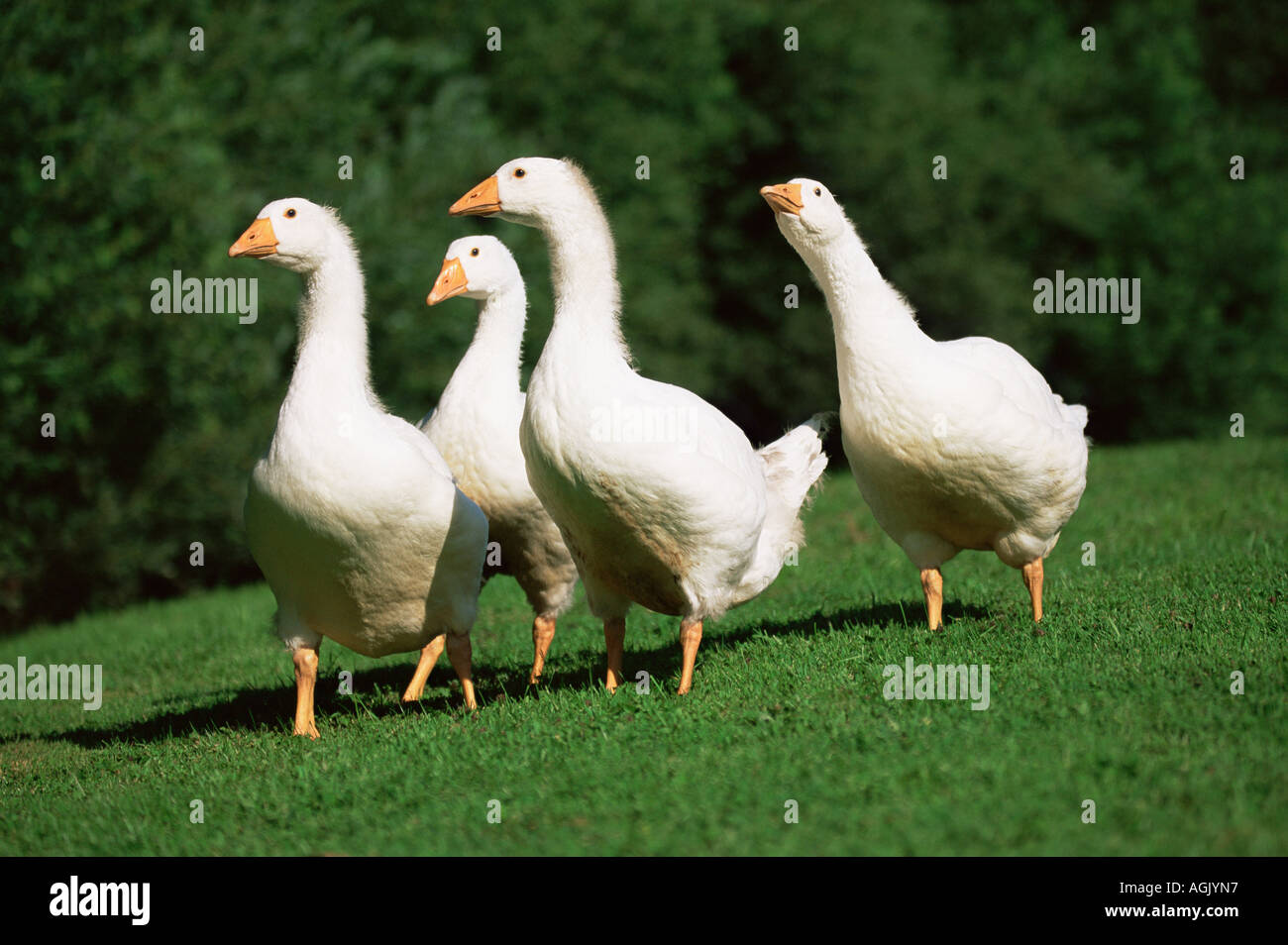 Four bird species hi-res stock photography and images - Alamy