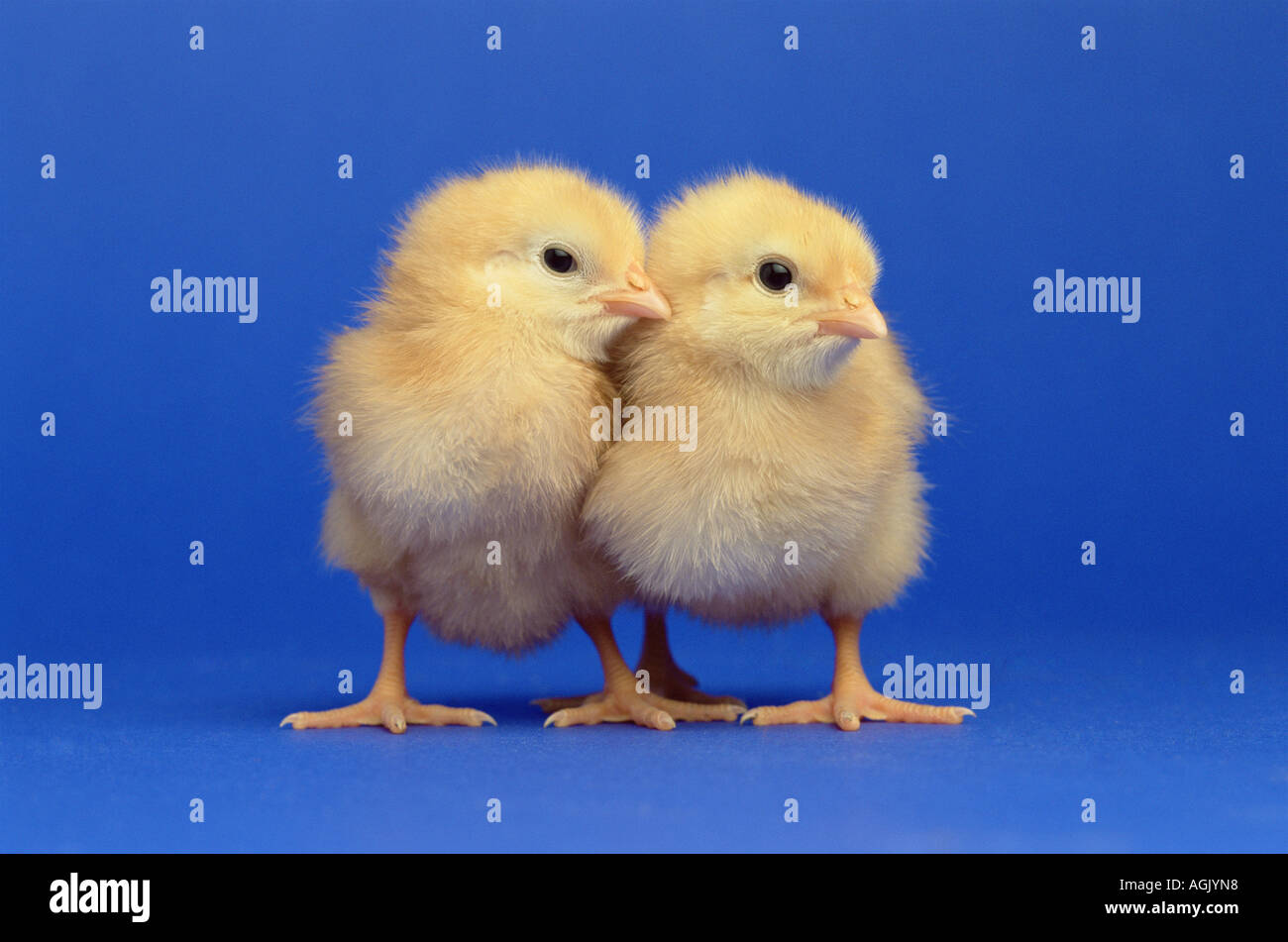 Two chicks hi-res stock photography and images - Alamy