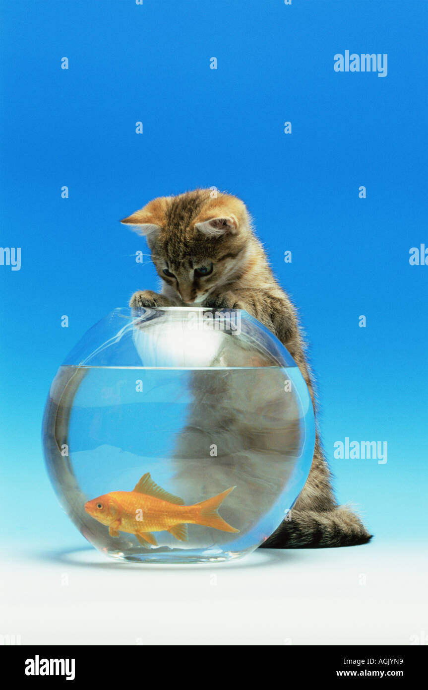 Cat watching a goldfish Stock Photo - Alamy
