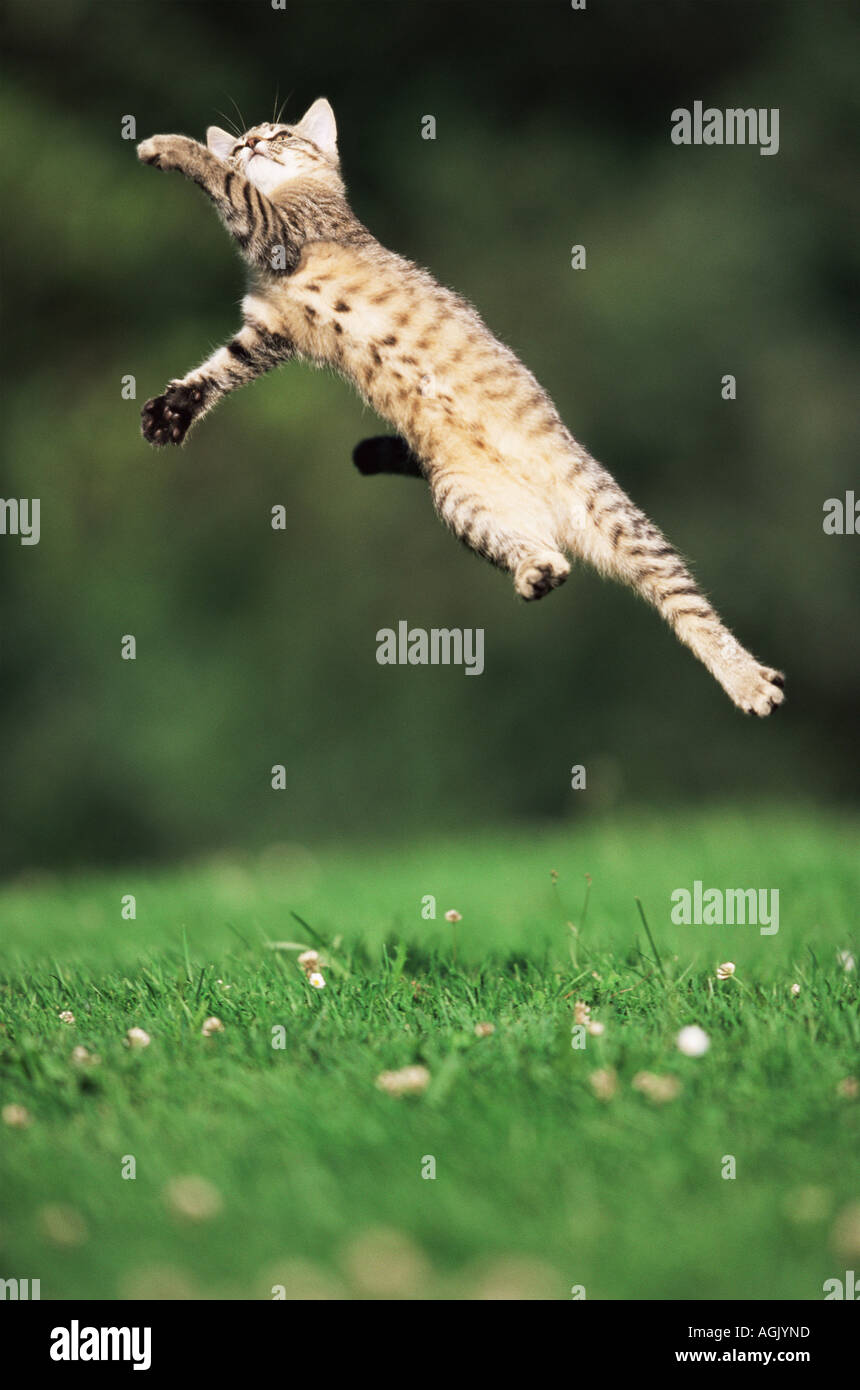 Kitten jumping grass hi-res stock photography and images - Alamy