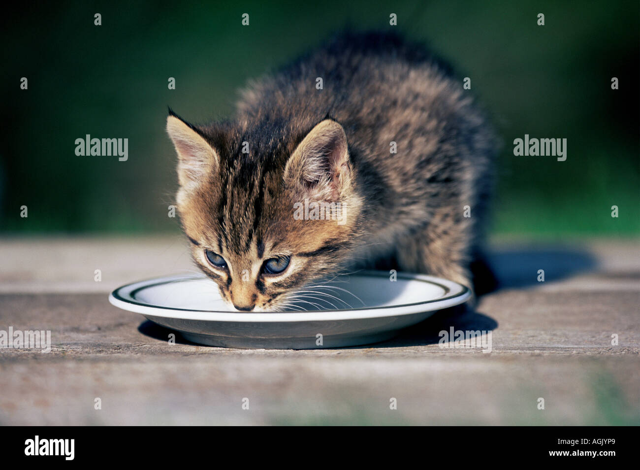 Kitten drinking milk from a saucer Stock Photo - Alamy