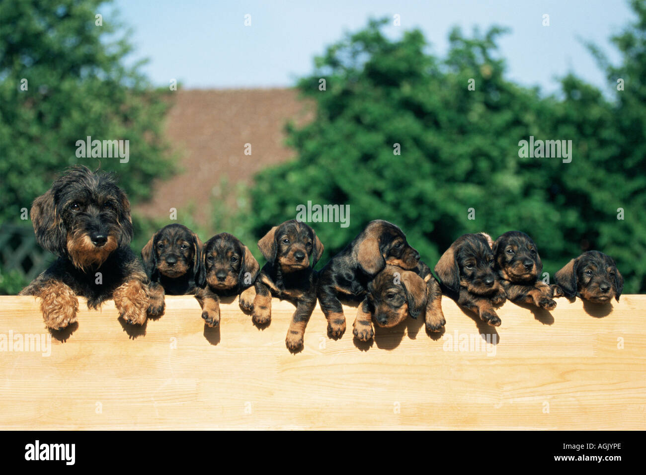 Canine fencing nobody hi-res stock photography and images - Alamy