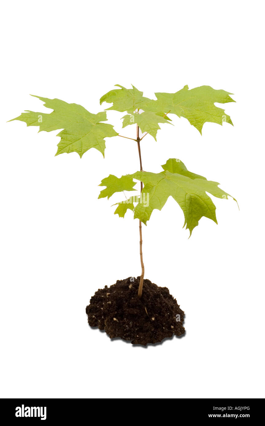 Small maple tree hi-res stock photography and images - Alamy