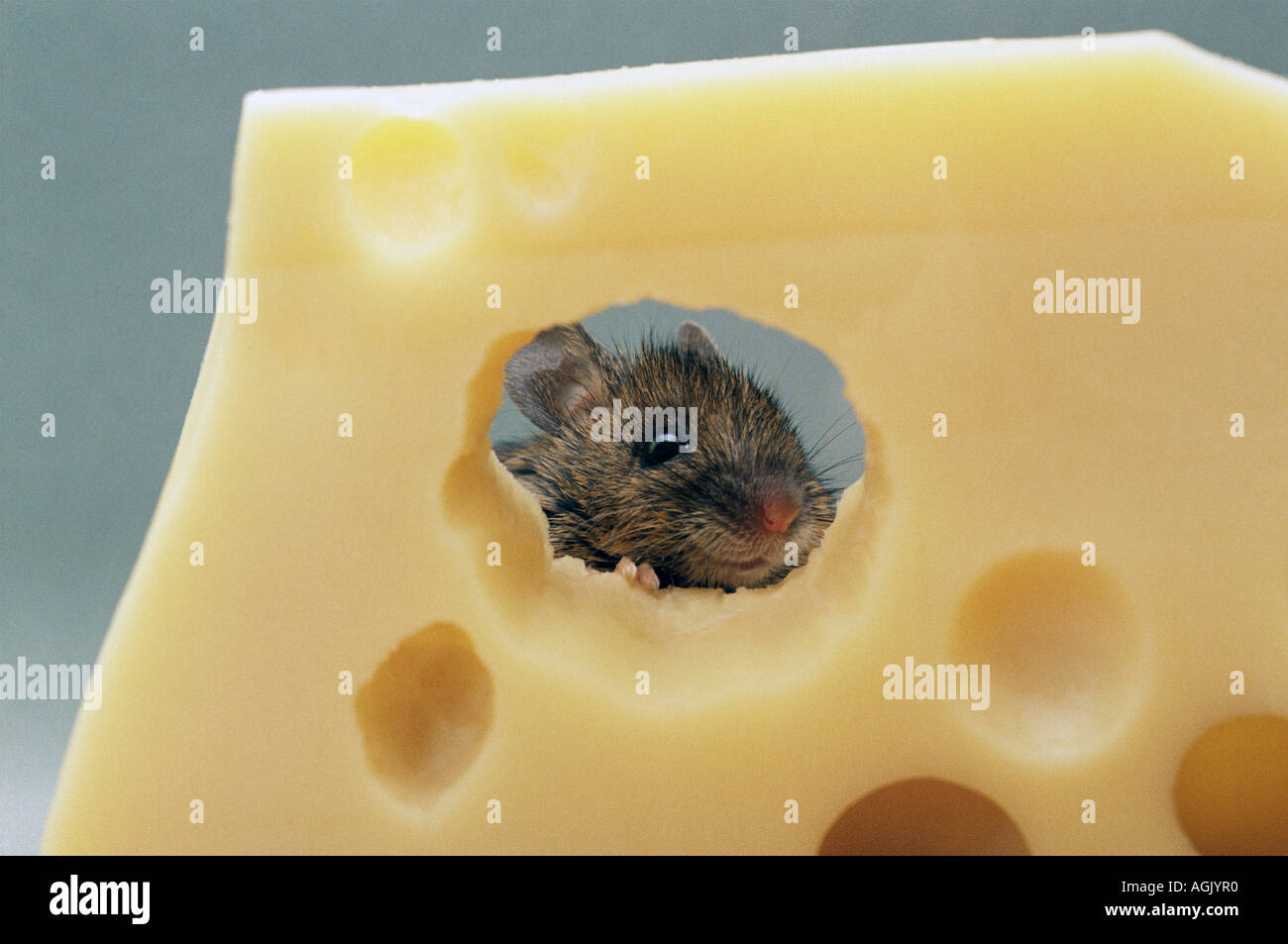 Mouse eating swiss cheese hi-res stock photography and images - Alamy