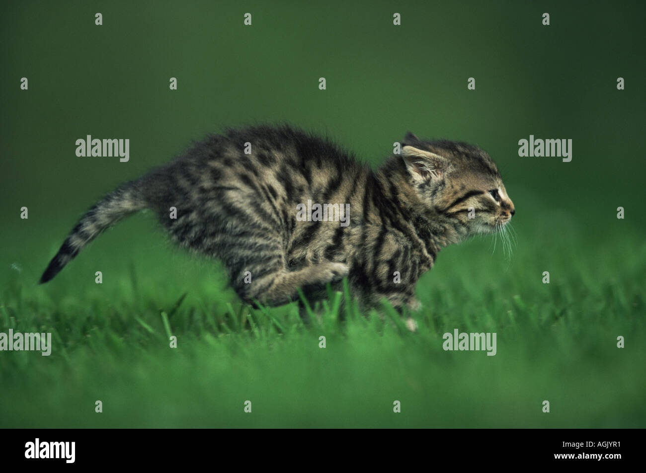 Kitten running fast hi-res stock photography and images - Alamy