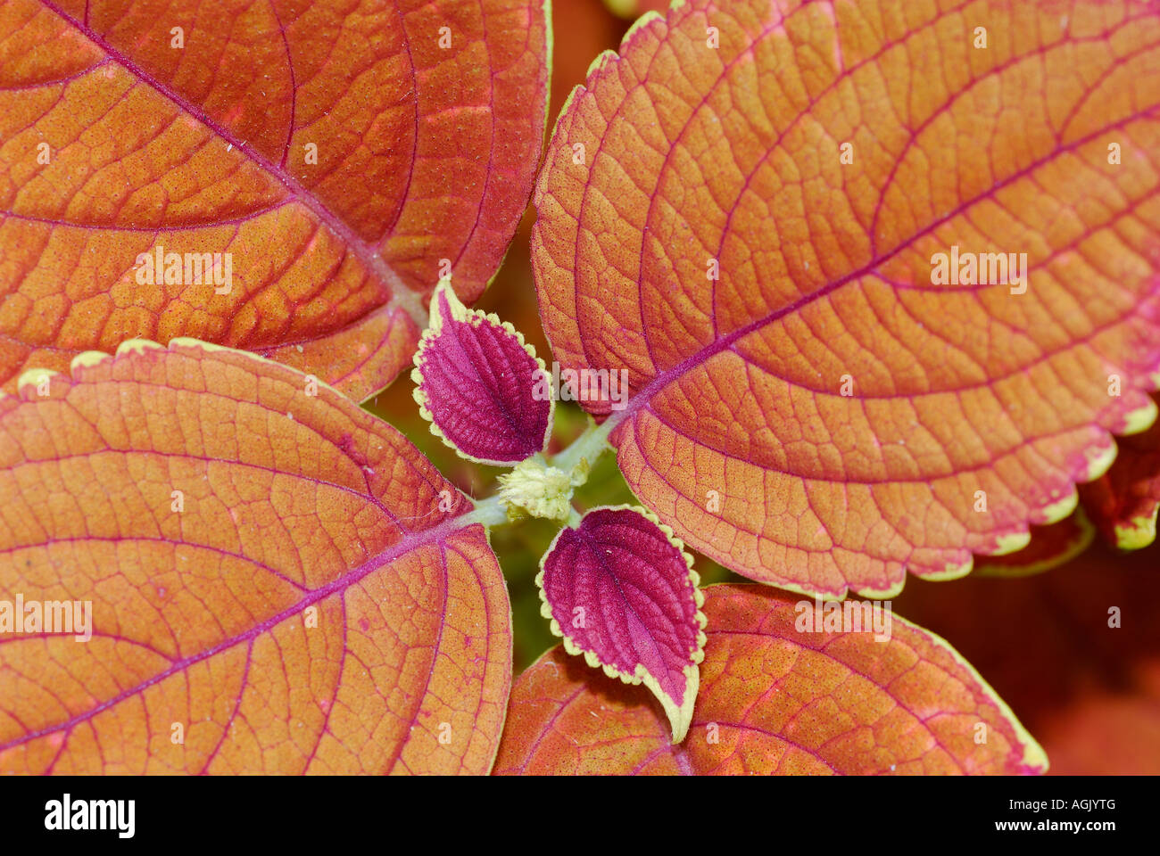 Close up of Rustic Orange Coleus leaves emerging Stock Photo - Alamy