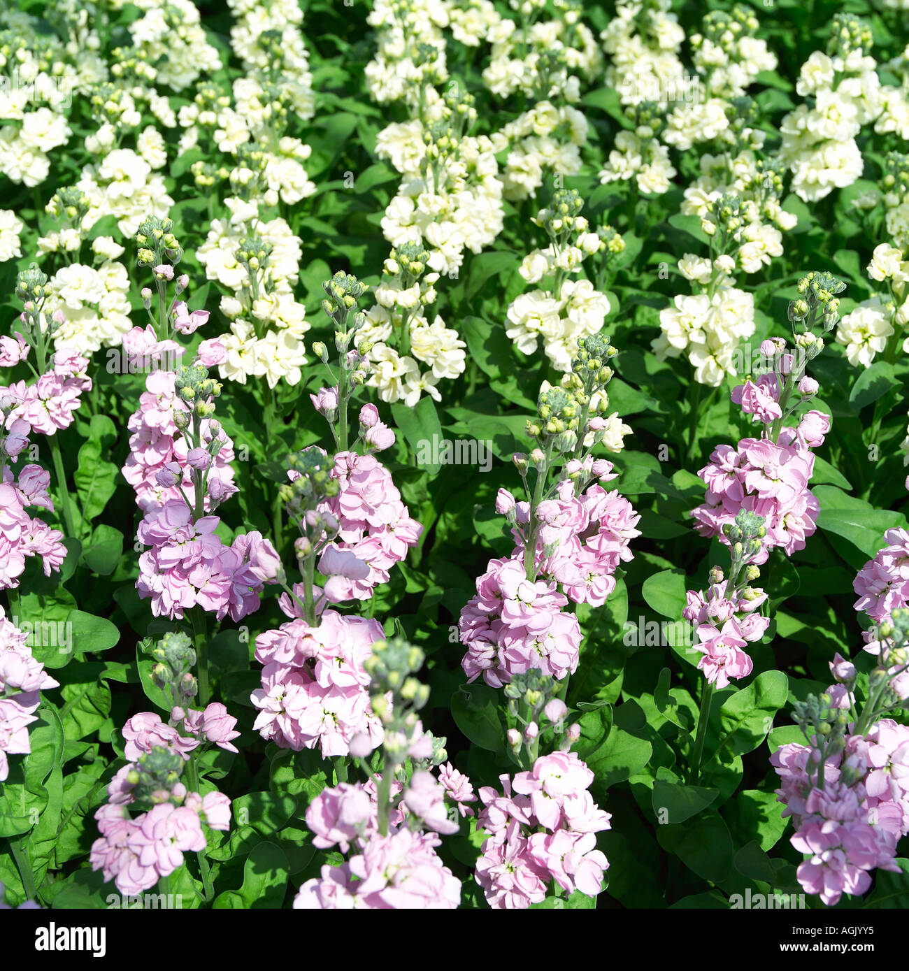 Matthiola Incana, Stocks Stock Photo - Alamy