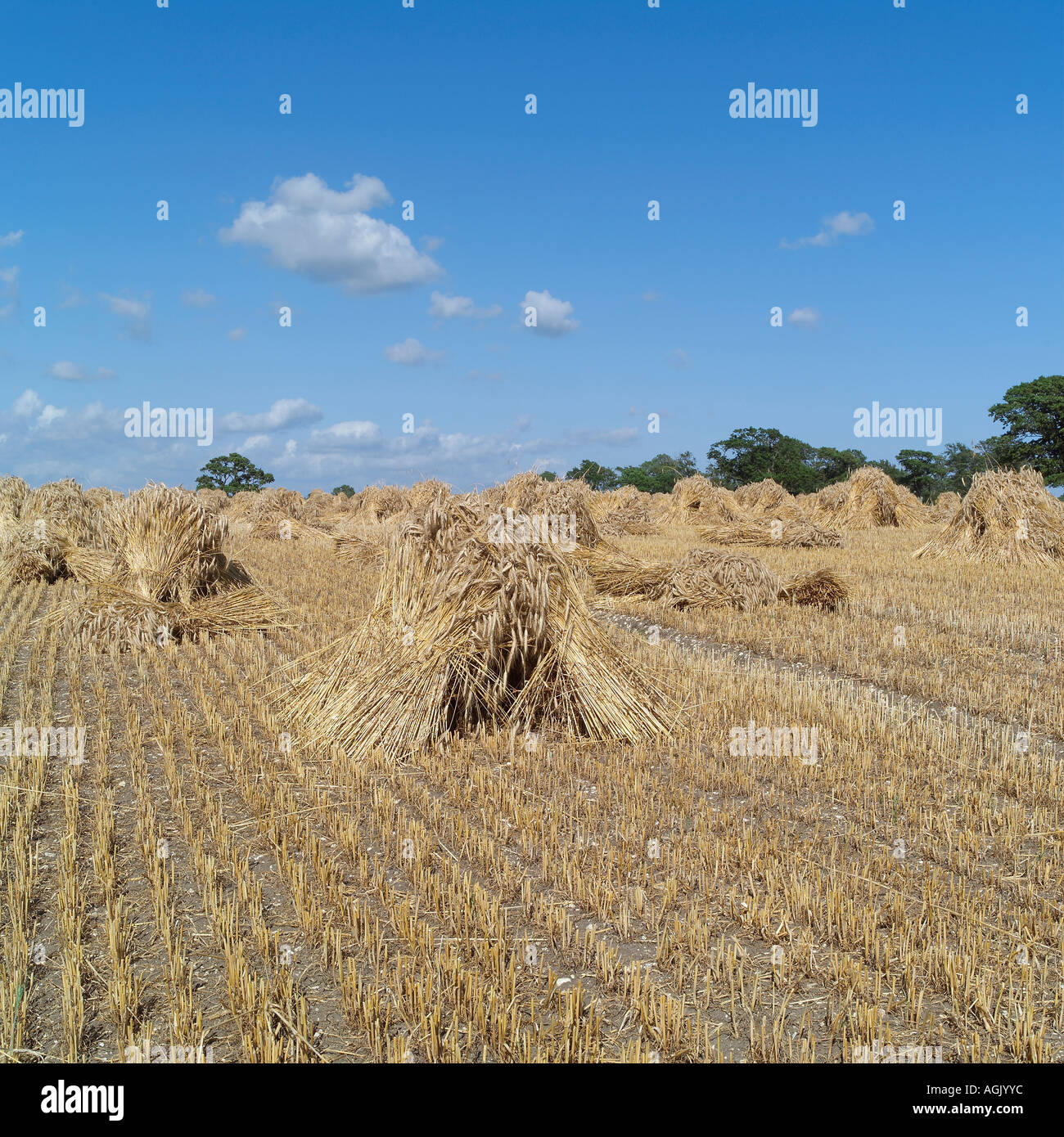 Thatching stooks hi-res stock photography and images - Alamy