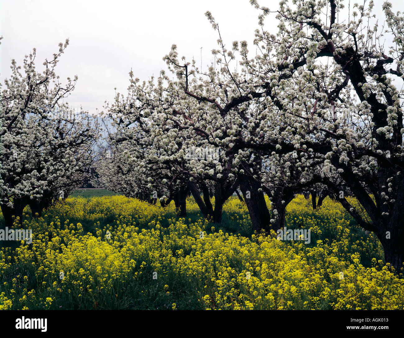 Fruit orchards in Spring bloom in the Rogue Valley of Southern oregon ...