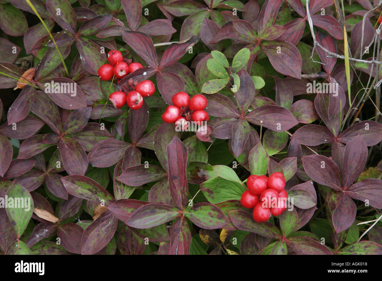 Cranberry wildnis hi-res stock photography and images - Alamy