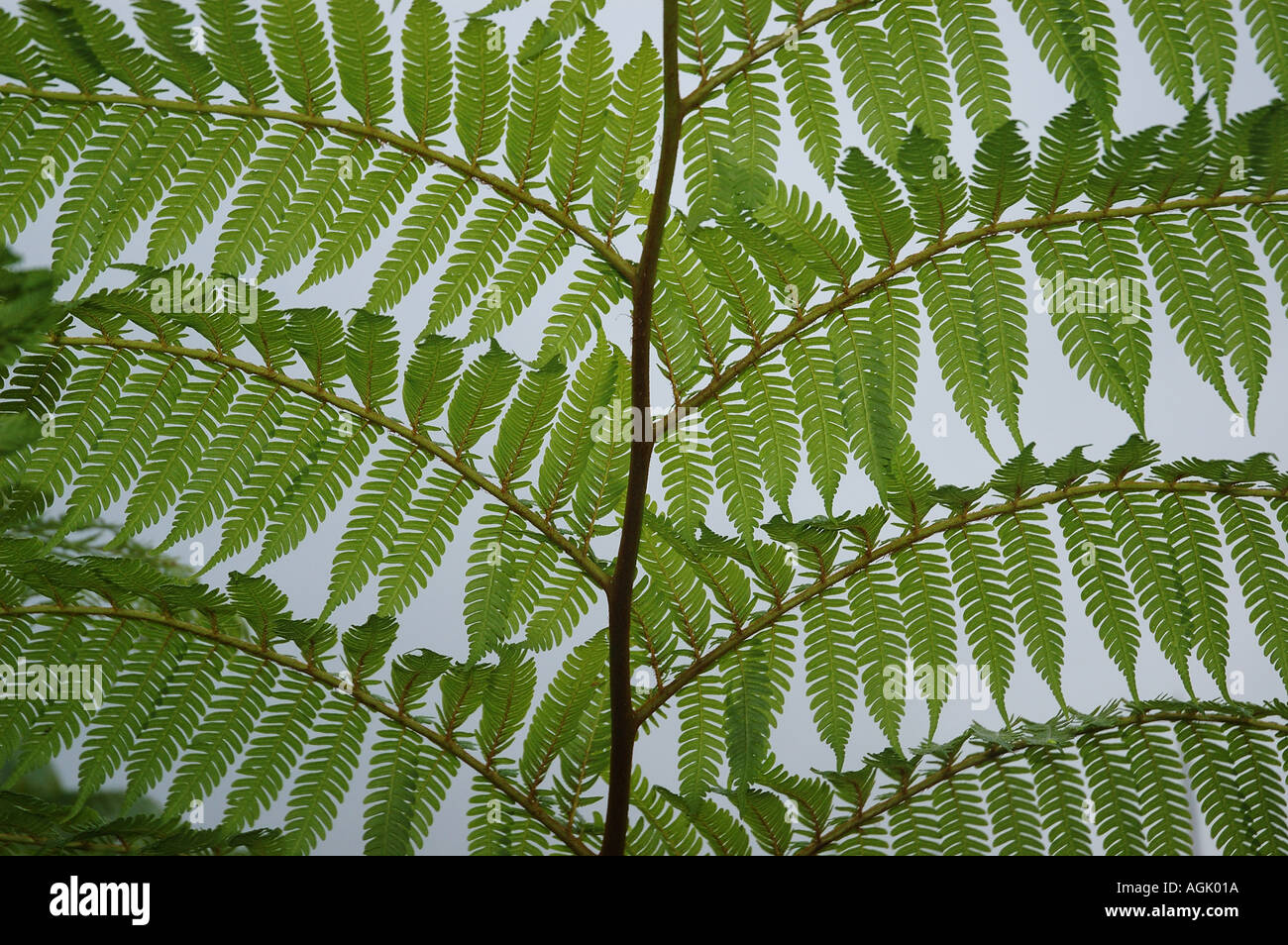 Giant king fern from below Cairns tablelands Queensland Australia dsc ...