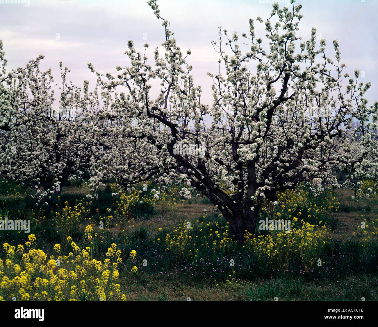 Fruit orchards in Spring bloom in the Rogue Valley of Southern Oregon ...