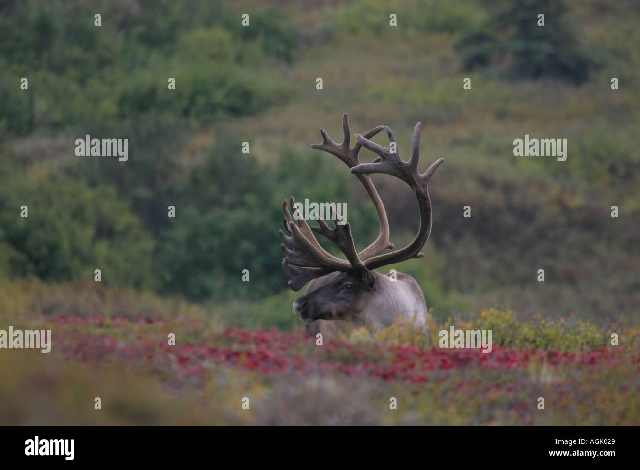 Caribou Rangifer tarandus Denali National Park Alaska USA Stock Photo ...