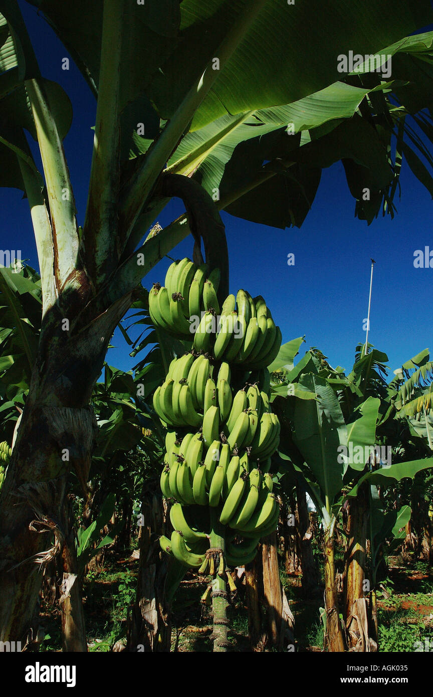 Banana crop crowing near Cairns Queensland Australia dsc 0235 Stock ...