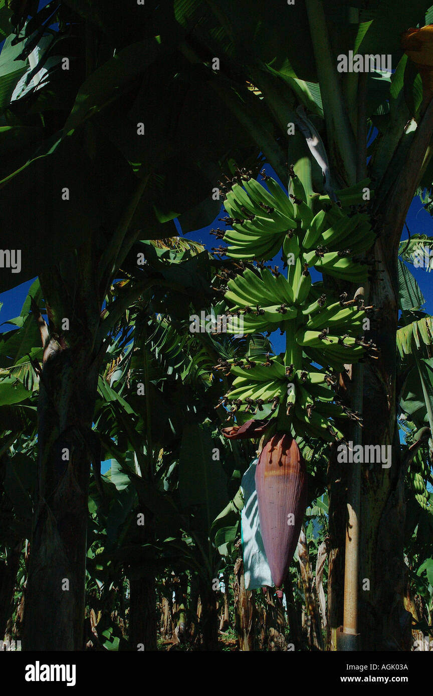 Banana crop crowing near Cairns Queensland Australia dsc 0237 Stock ...