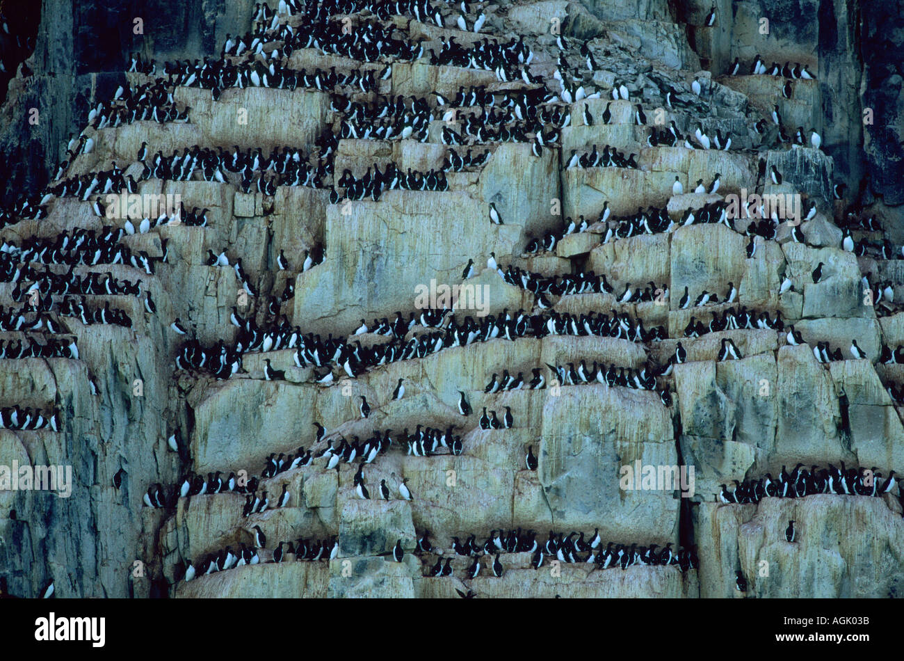 THICK BILLED MURRE Colony Uria lomvia Alkjefellet Spitsbergen SVALBARD ...