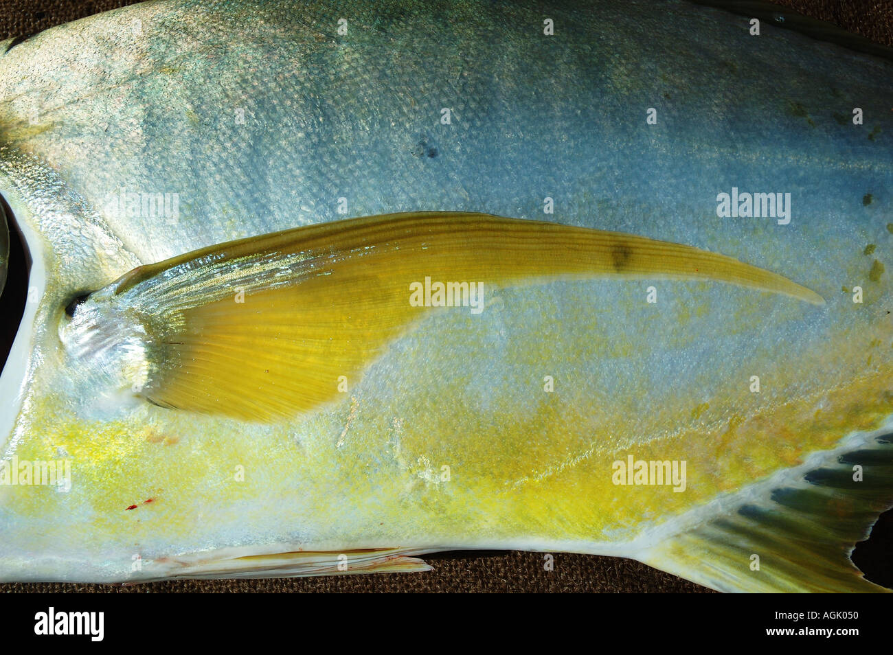 Golden gold trevally Scientific Name Gnathanodon speciosus Queensland ...