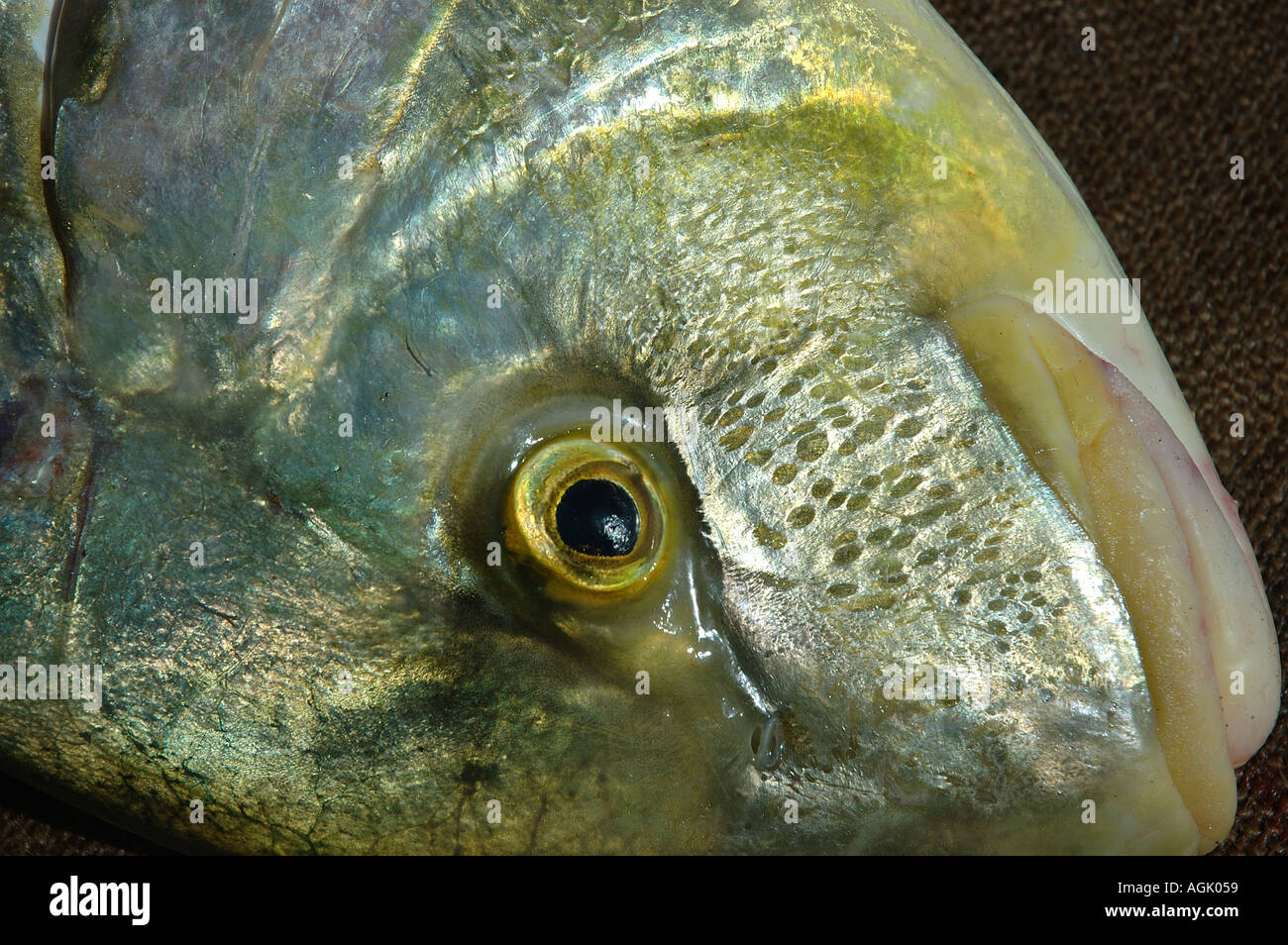 Golden gold trevally Scientific Name Gnathanodon speciosus Queensland ...