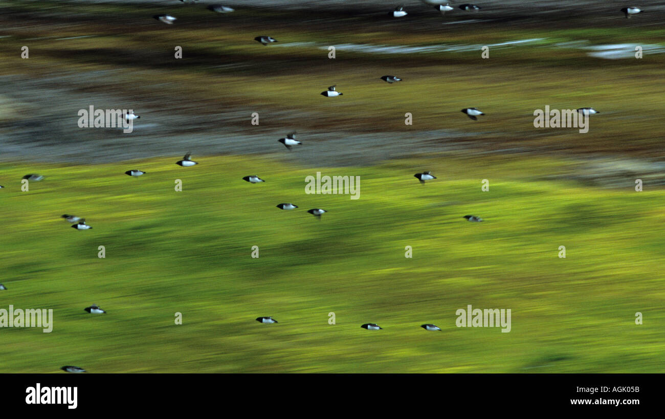 DOVEKIE or LITTLE AUK in flight SVALBARD Spitsbergen NORWAY Stock Photo ...