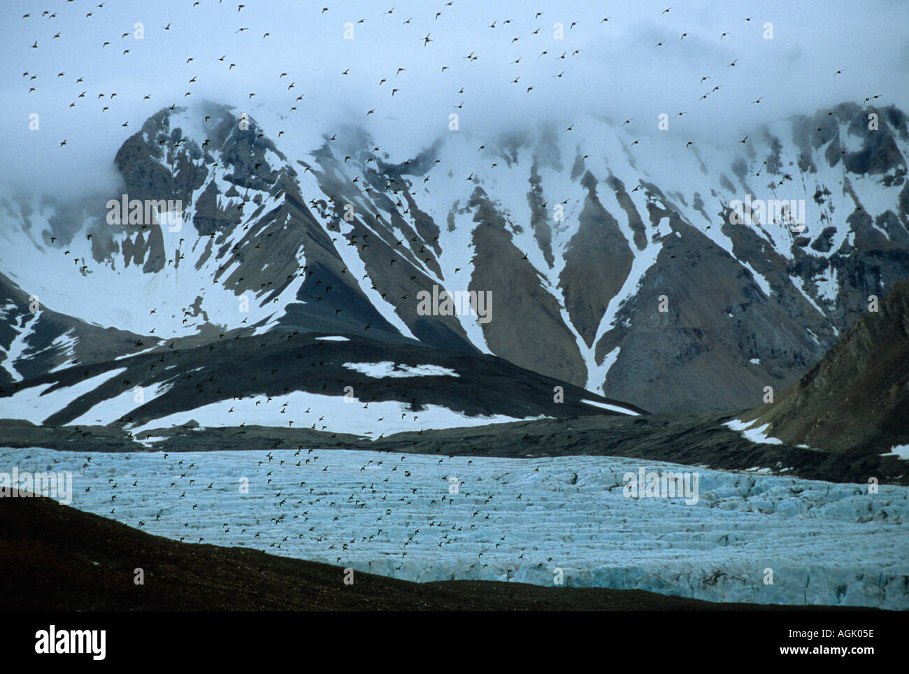 DOVEKIE or LITTLE AUK in flight SVALBARD Spitsbergen NORWAY Stock Photo ...
