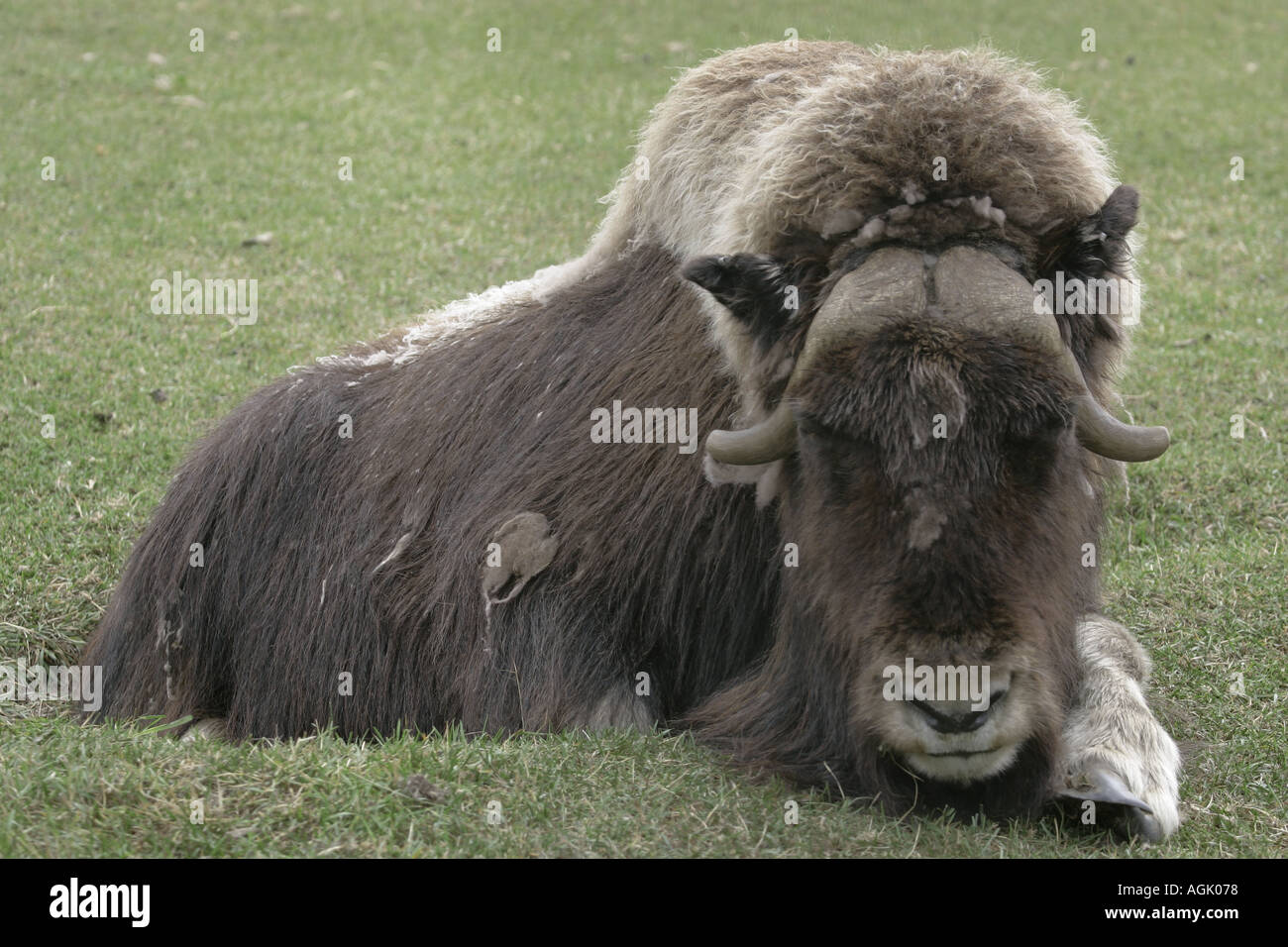 Musk ox farm hi-res stock photography and images - Alamy