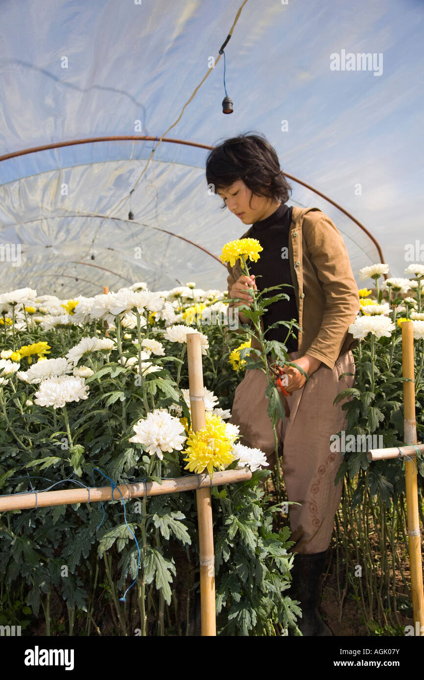 Portrait of Asian woman picking Chrysanthemum blooms, flowers, & crops ...