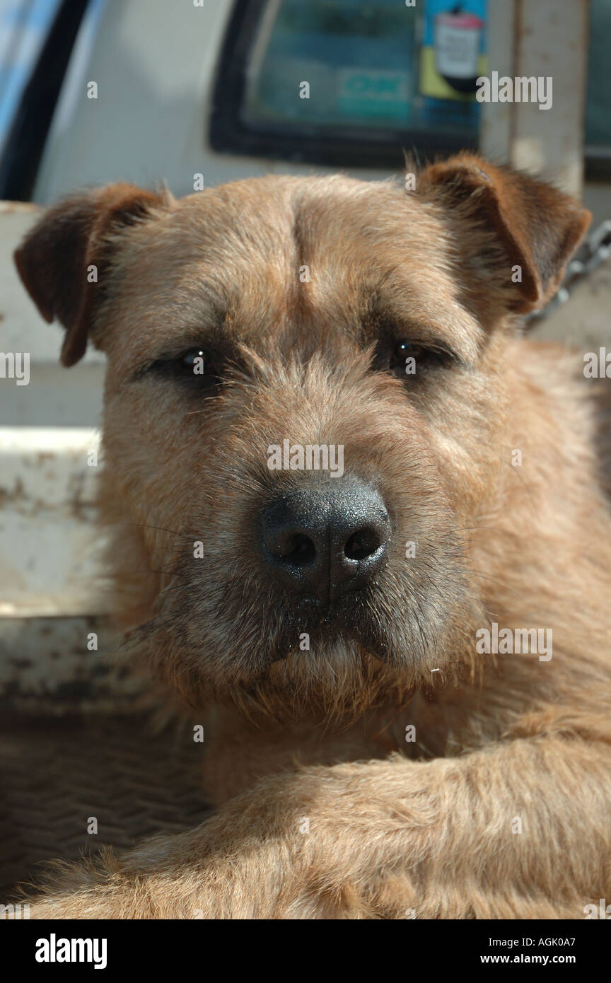 Huge pig dog in back of ute outback Australia queensland dsc 0013 Stock ...
