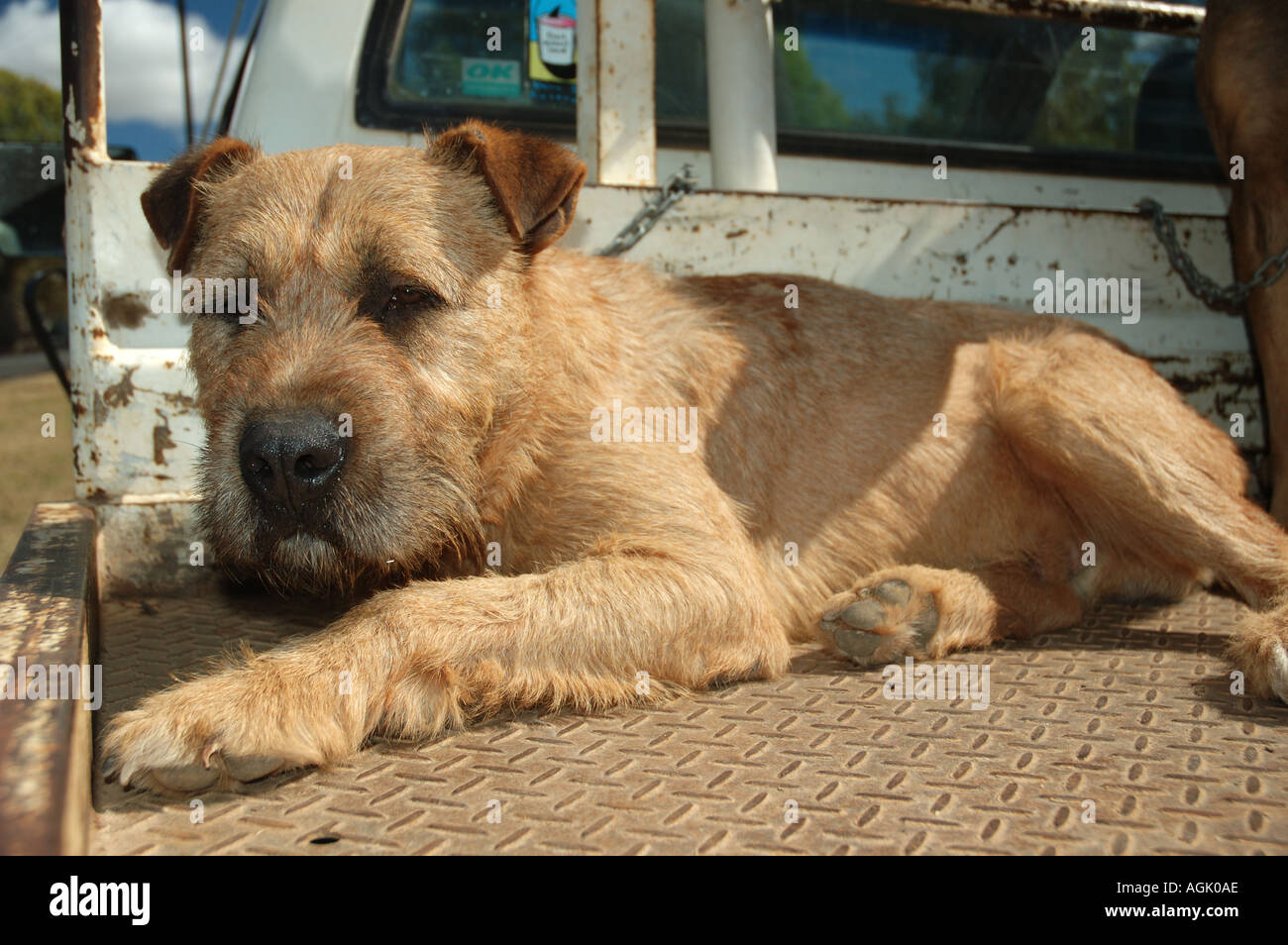 Feral pig and australia hi-res stock photography and images - Alamy