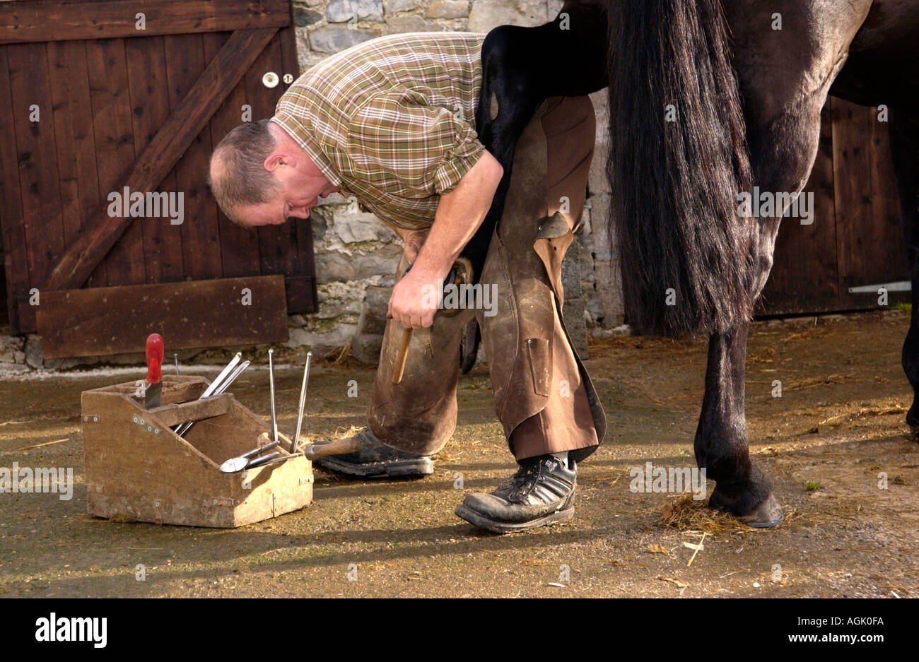 Mobile farrier nailing horse shoe onto horses hoof in farm yard UK ...