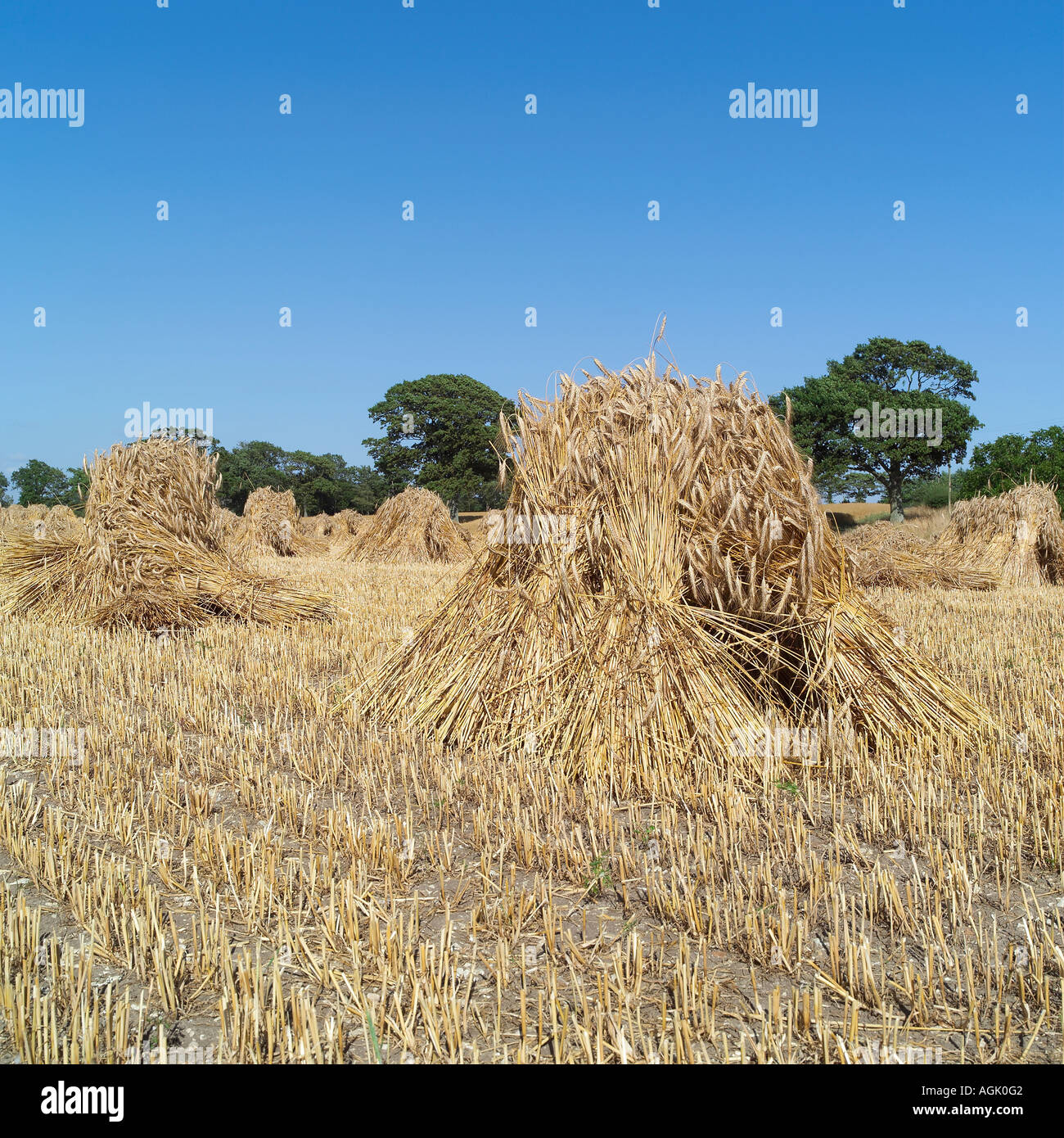 Thatching stooks hi-res stock photography and images - Alamy