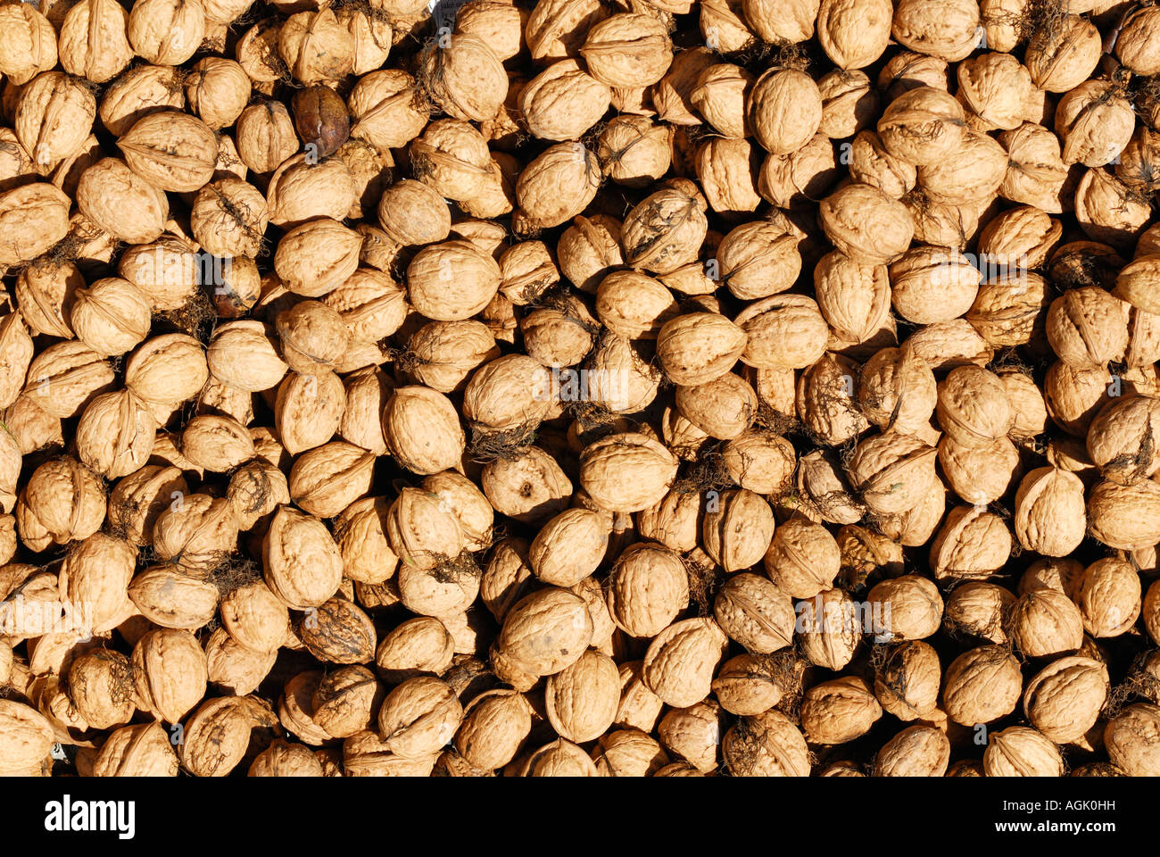 Walnuts in Shells Stock Photo - Alamy