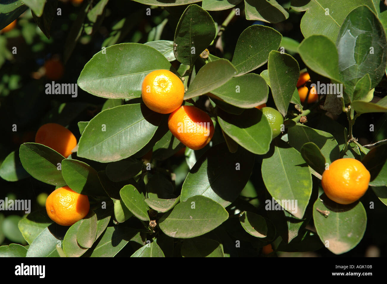 Citrus canker hi-res stock photography and images - Alamy