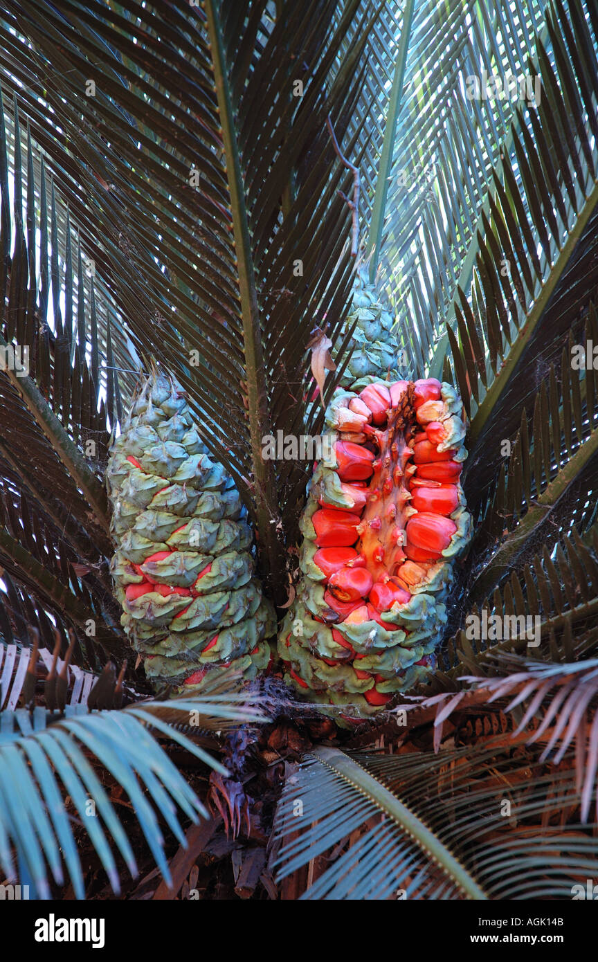 Red Orange Cycadophyta Cycad fruit seed pods ancient tree Carnarvon ...