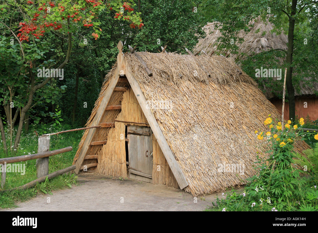 old thatch shed on country homestead with viburnum bush and yellow ...