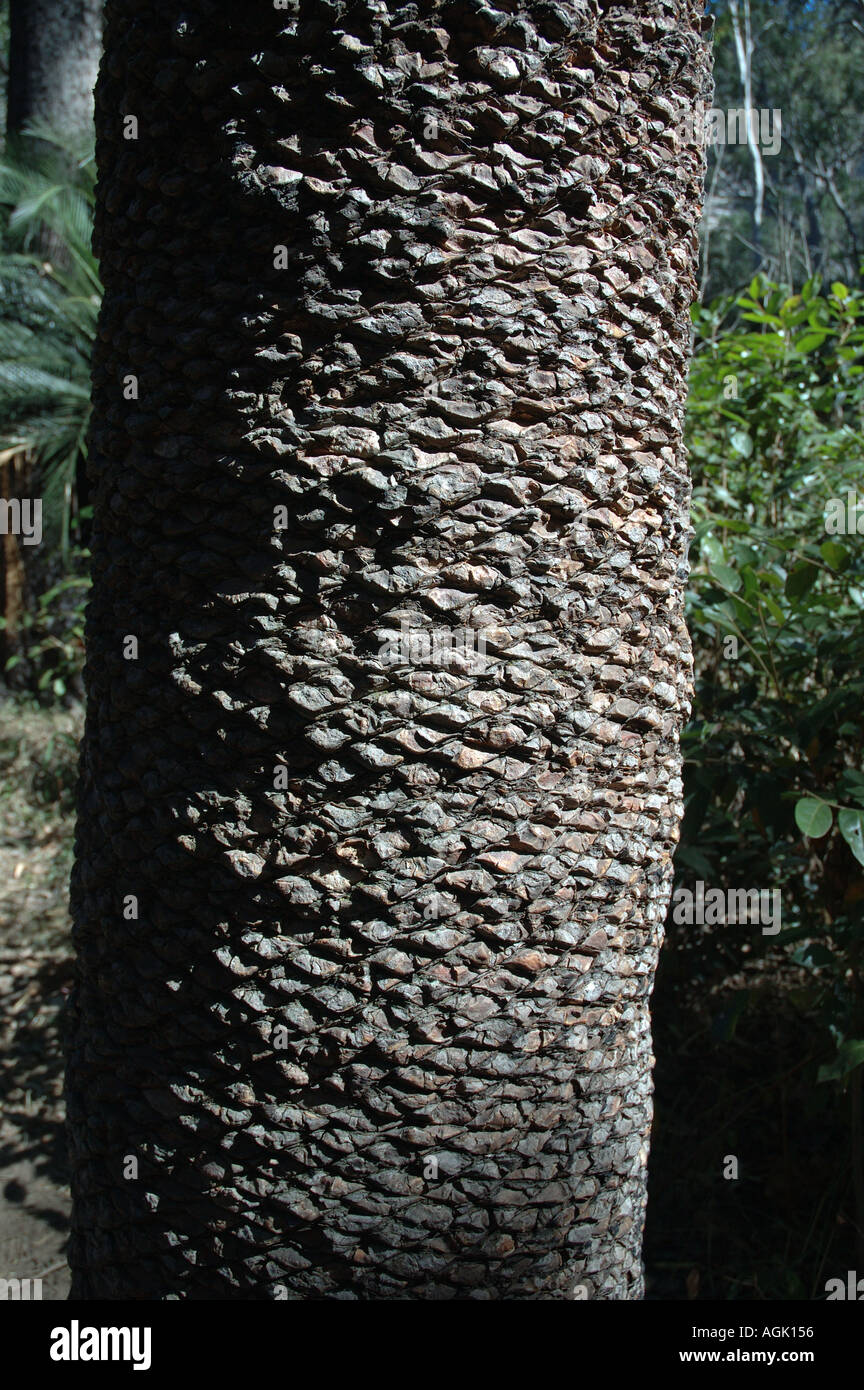 Trunk detail of Australian cycad tree dsc 0096 Stock Photo - Alamy